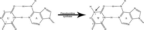 Thermodynamic Contribution And Nearest Neighbor Parameters Of Pseudouridine Adenosine Base Pairs