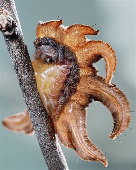 Igor Siwanowicz On Instagram “monkey Slug Aka Hag Moth Caterpillar