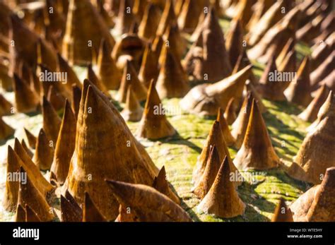 Spikes On Tree Trunk High Resolution Stock Photography And Images Alamy