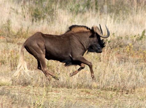 Wildebeest Hunting