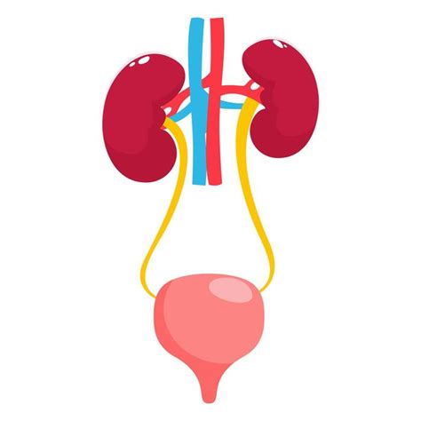 Sistema Excretor Vectores Iconos Gráficos Y Fondos Para Descargar Gratis