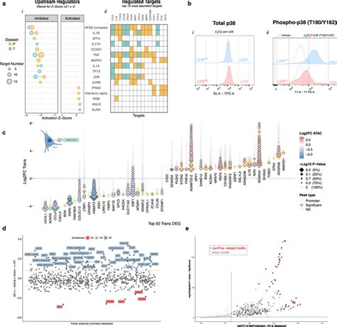 Inflammatory Signaling Involving P38 Phosphorylation And C Jun