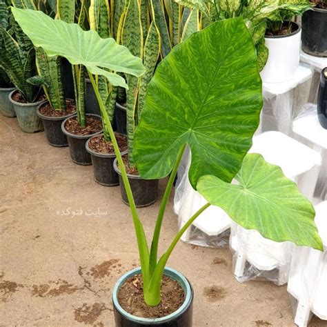 روش نگهداری گل بابا آدم از شرایط آبیاری تا تکثیر و آفت