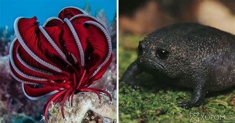 Дэлхий дээр амьдардаг хэдий ч яг л харь гаригийнхан шиг харагддаг 16 амьтдын төлөөлөл