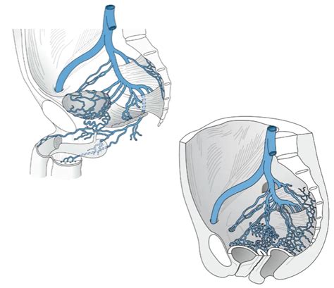 Pelvic Veins Diagram Quizlet