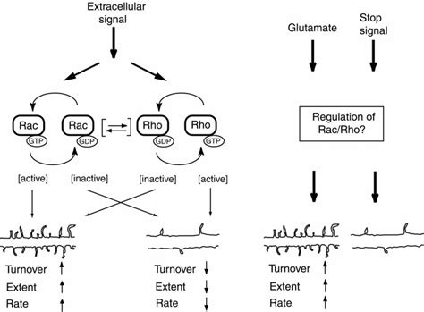model for the regulation of rapid dendritic modeling signals