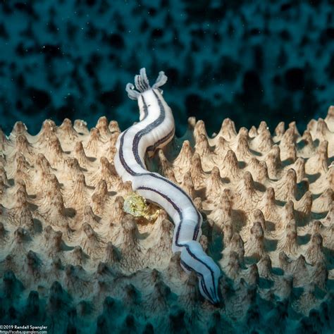 Lamperts Sea Cucumber Synaptula Lamperti Spanglers Scuba