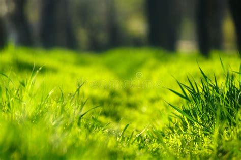 Green Grass And A Path Through A Lawn In The Forest Sunlight Bright