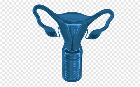 여성 생식 기관 장기 시스템 인체 여성 사람들 폐 Png Pngegg