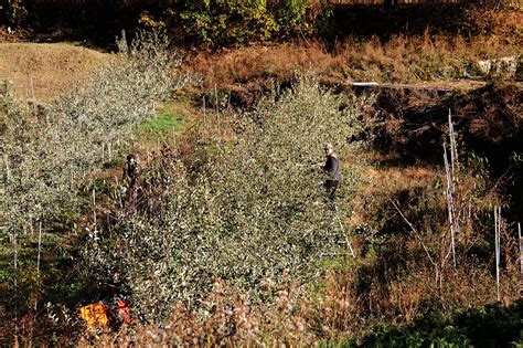 공씨아저씨네 Uncleggong 비가 오고 날씨가 추워질 모양입니다 이번주부터 시작해서 다음주까지 전국의 사과 농민들이 가장 바쁠 때입니다 국내 재배량의 가장