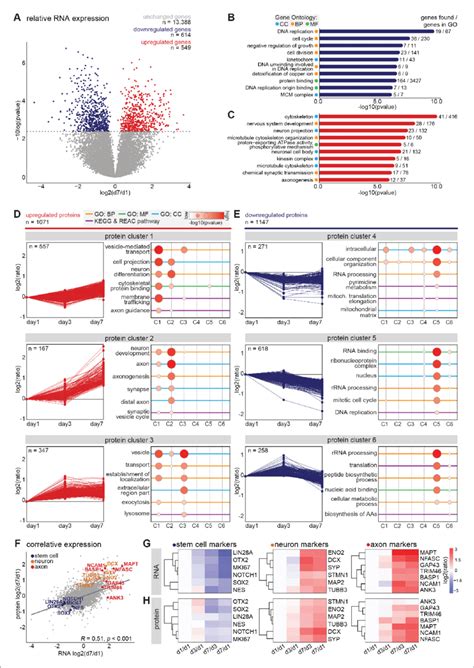 Transcriptomic And Proteomic Profiling Of Early Developmental Stages In Download Scientific