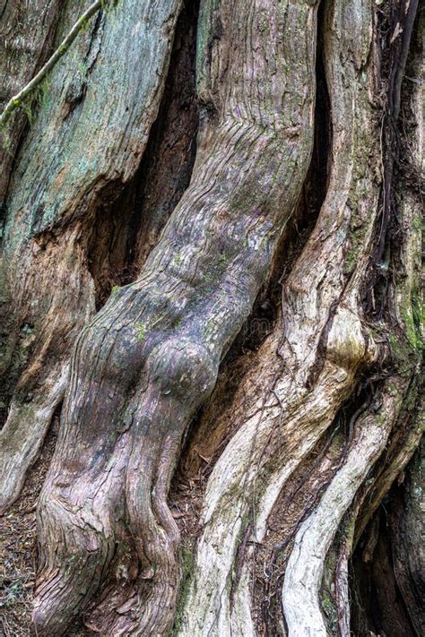 Cedar Tree Trunk Stock Image Image Of Giant Wilderness