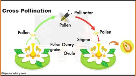 Cross Pollination Diagram With Labels