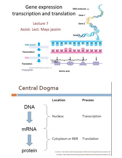 Gene Expression Transcription And Translation Gene Expression Dna