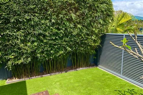 Creating Your Own Private Oasis The Best Plants To Block Out
