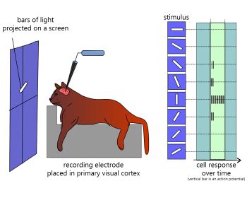 Primary Visual Cortex Introduction To Neuroscience