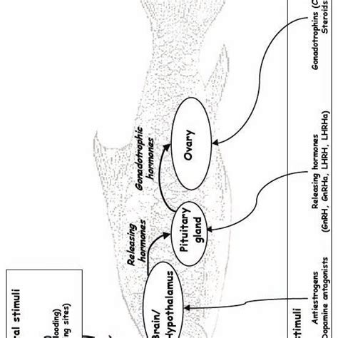 6 response to selection modified from beaumont and hoare 2003