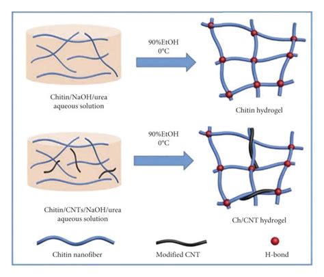 Schematic Representation Of The Synthesis Process Of Chitin Mwcnt Download Scientific Diagram