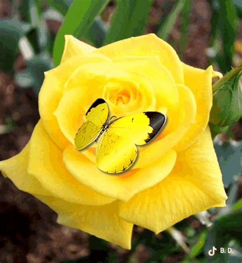 Good Morning Yellow Rose  Hd Images At Mara Marr Blog