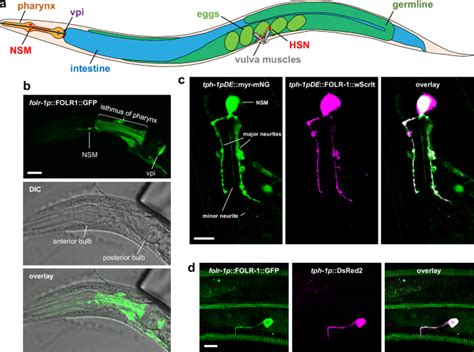 Zahra Nawaz Phd On Linkedin A Specific Folate Activates Serotonergic Neurons To Control C