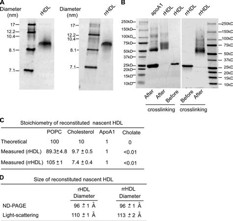 Characterization Of Reconstituted Nascent Hdl Particles Nascent Hdl