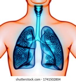 Human Respiratory System Lungs Alveoli Anatomy Stock Illustration Shutterstock