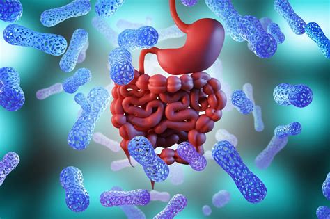 The Power Of A Thriving Gut Microbiome In 2025 Satynmag The Ultimate Power Of A Thriving Gut