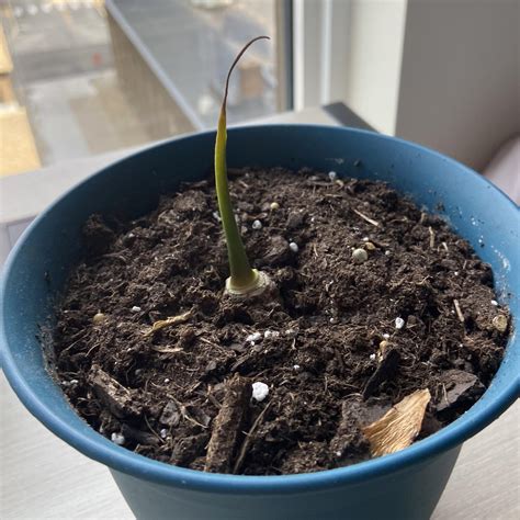 Tiny Dancer Plant Scrolller