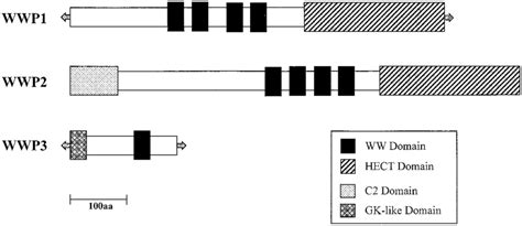 Schematic Representation Of The Modular Architecture Of Novel Ww
