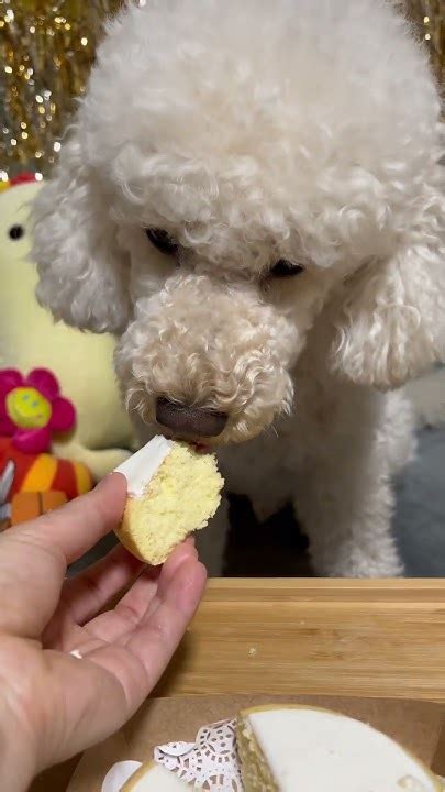 🐶건강하개~행복하개~네살 생일 🎂미니어처푸들 🎁 Youtube