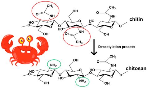 Molecular Structure Of Chitin And Chitosan The Circles Denote The
