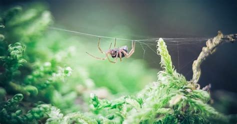 Demystifying The Numbers What The Numbers On Binoculars Mean Apexel Observation