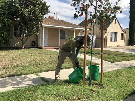 Cities Want More Trees Drought Is Complicating Their Efforts Grist