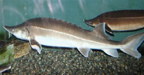 국내 첫 양식 철갑상어 공개