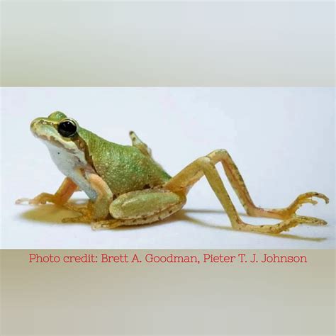 Amanda 🐸 This Frogs Extra Legs Are Real And Theyre Caused By A