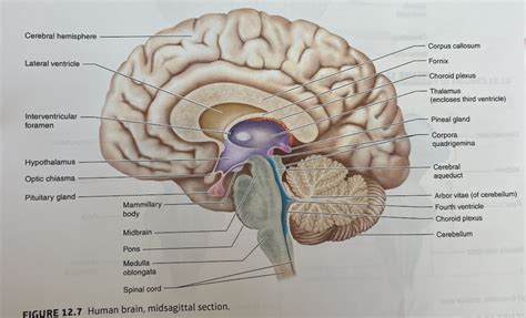 Midsagittal Section Of Brain Diagram Quizlet