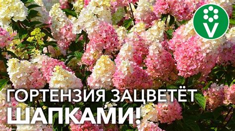 Гортензия Сайкс Дварф - саженцы гортензий купить в Киеве, заказать в ...