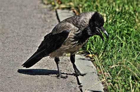 Super Cute Crow By Amirajuli On Deviantart