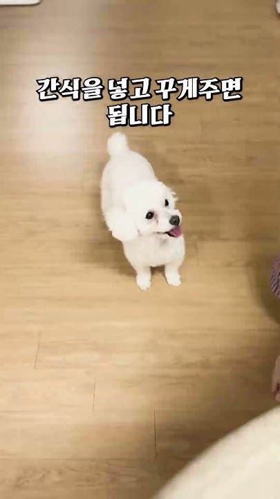 강아지 노즈워크 쉽게 하는법 강아지 노즈워크 종이호일 쿠팡추천 Youtube