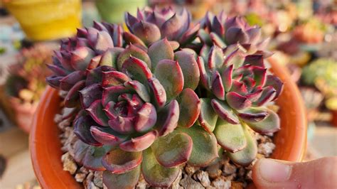 11월23일 다육판매 업뎃 ️ 오늘은 다육이 화분도~~완전 일석이조😎 다육이 다육판매 5만원이상무료배송 Youtube