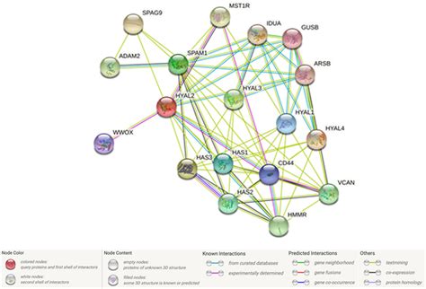 String Analysis For Proteinprotein Interactions Of Ha Pathway