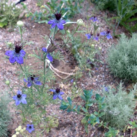 Nigella Hispanica
