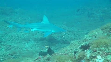 Large Sand Bar Shark On Reef In Gulf Of Stock Video Pond5