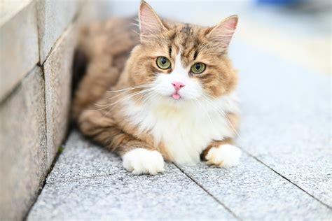 Flash Attention 1和flash Attention 2算法的python和triton实现 知乎