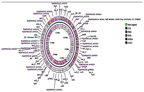Graphical Representation Of Functionally Annotated L Plantarum 13 3 Download Scientific