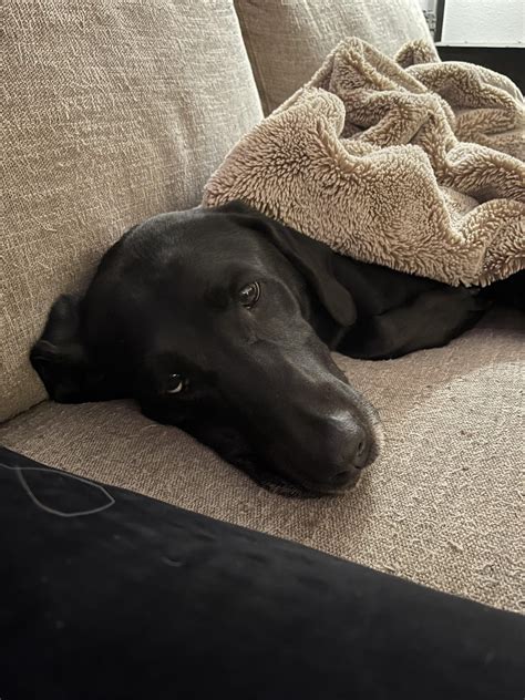 She was completely asleep but then I opened a cheese stick… : r/labrador