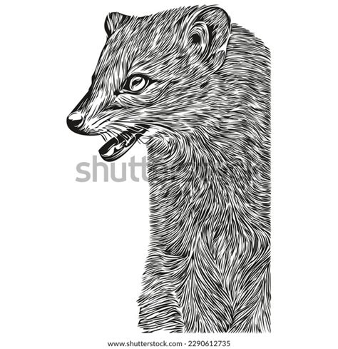 Mongoose Sketch Stock Vectors And Vector Art Shutterstock