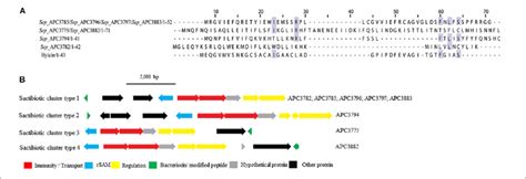 Multiple Sequence Alignments MSA Of Sactibiotic Prepeptides And Download Scientific Diagram