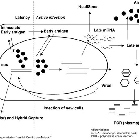 Detection Targets For Cytomegalovirus Assays Download Scientific Diagram