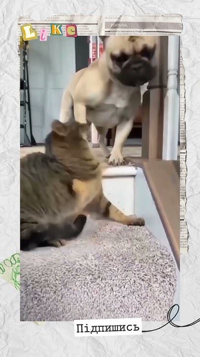 Ua Mem Show Французький бульдог та кіт 🐾 КумедніТварини СмішніТварини КумедніДомашніТварини